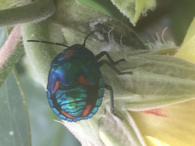 Travel Photography - Insects - Travel Spotter