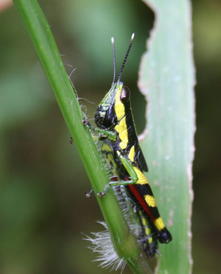 Travel Photography - Insects - Travel Spotter